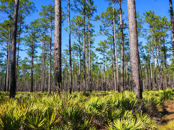 osceola national forest 2