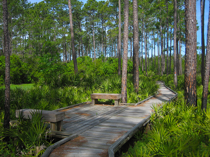 osceola national forest 3