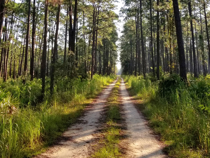 osceola national forest 4