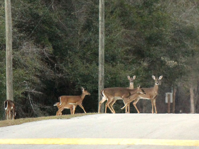 osceola national forest 6