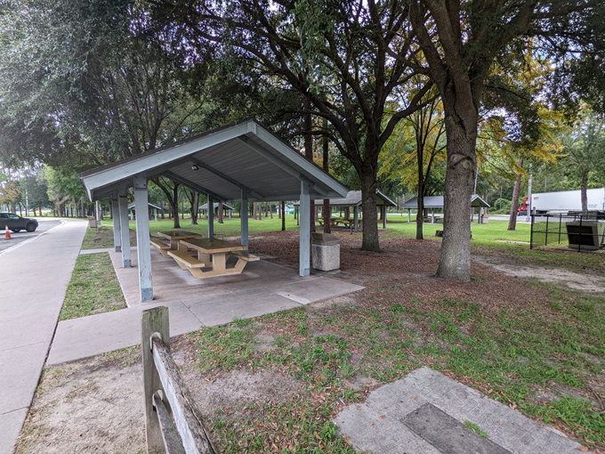 osceola national forest 9