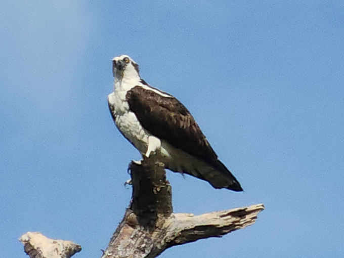 osprey trail 4