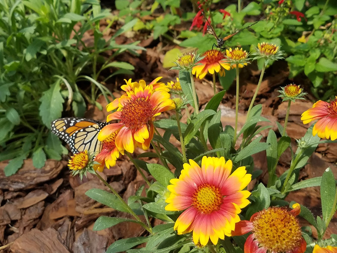 panhandle butterfly house 7