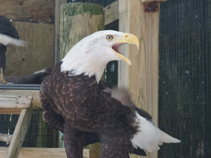peace river wildlife center 4