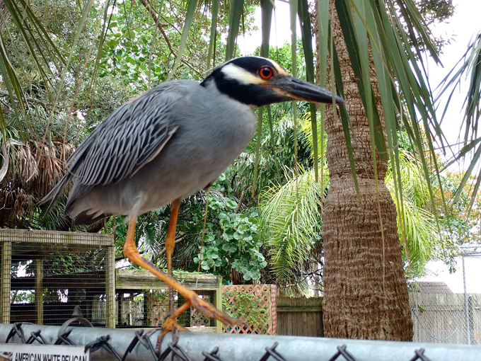 peace river wildlife center 9