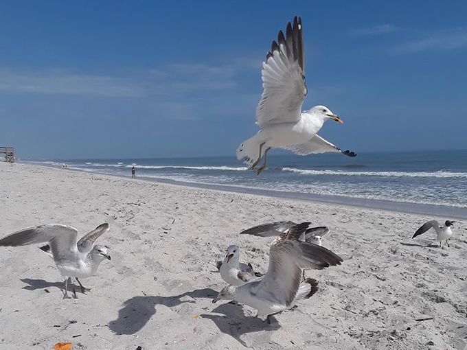 pelican beach park 6