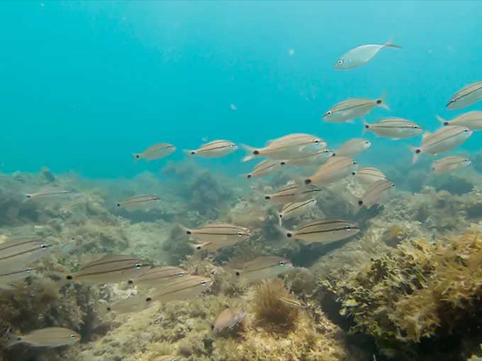 pepper park beachside 5