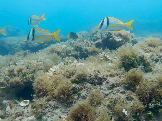 pepper park beachside 6