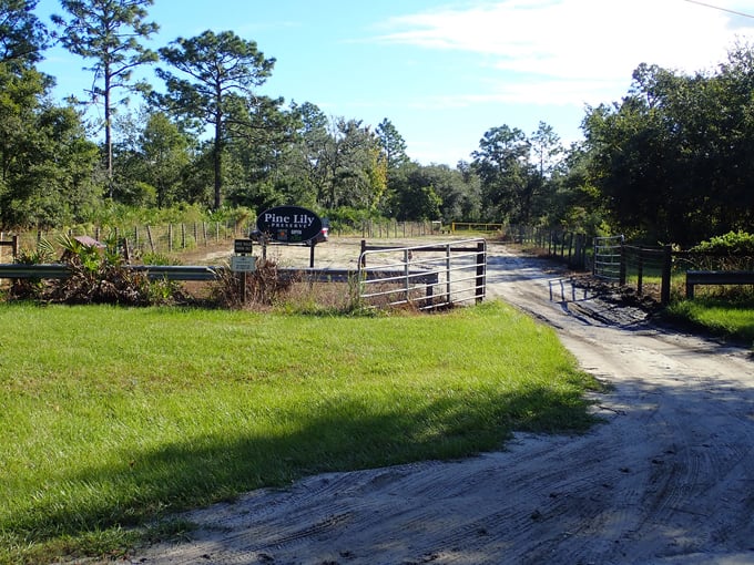 pine lily preserve 1