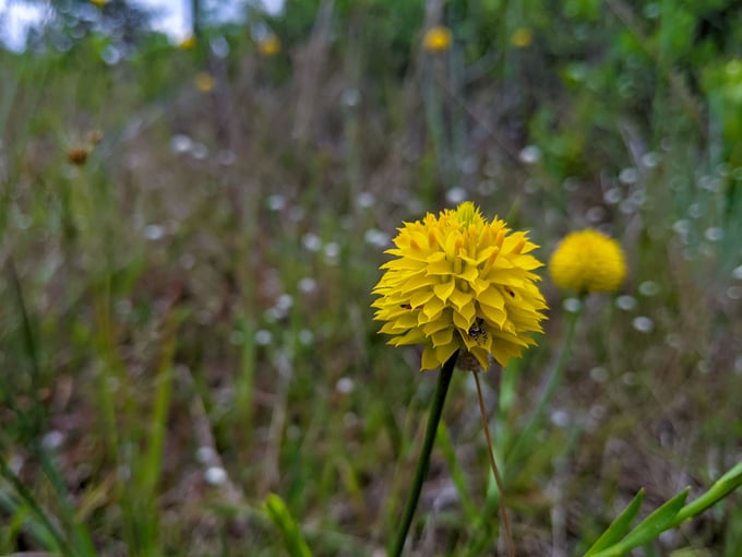 pine lily preserve 3
