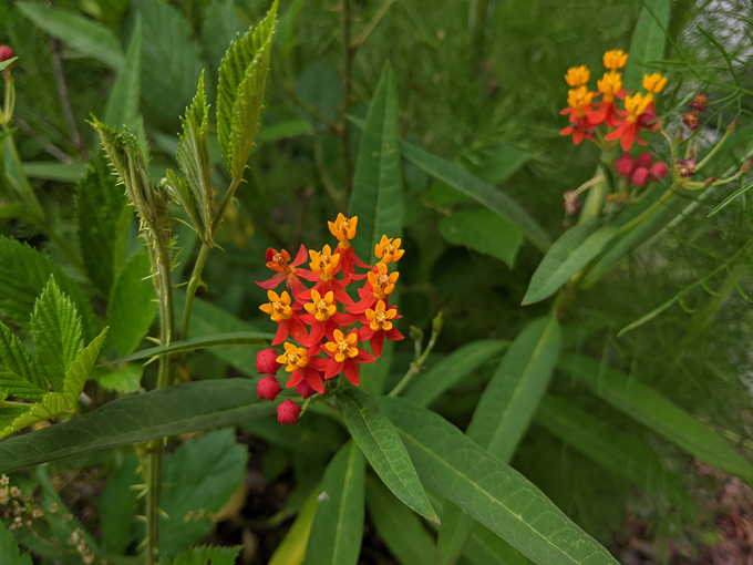 pine lily preserve 4