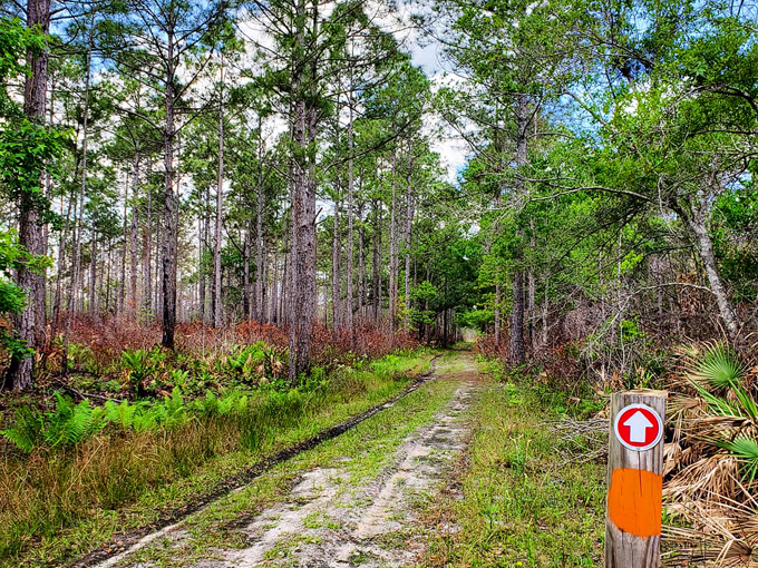 pine lily preserve 5