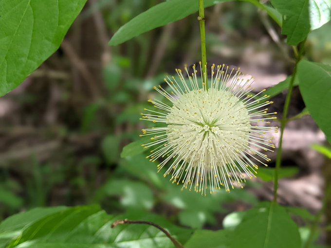 pine lily preserve 6