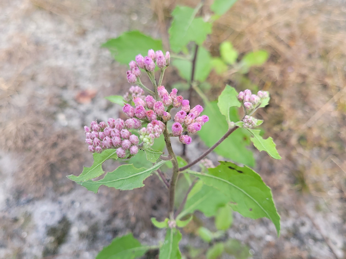 pine lily preserve 7