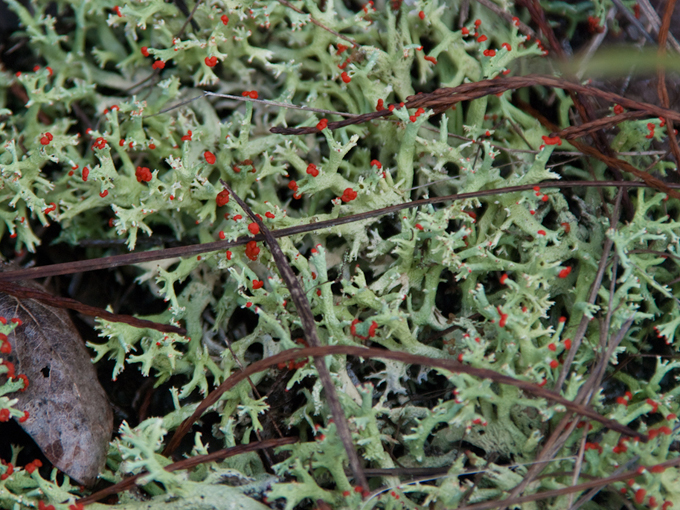 pine lily preserve 9