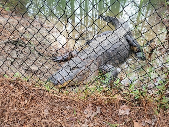 reptile discovery center 3