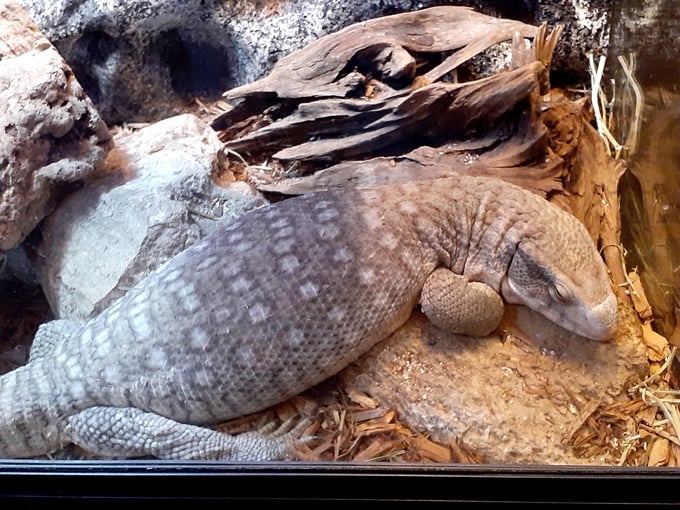 reptile discovery center 5