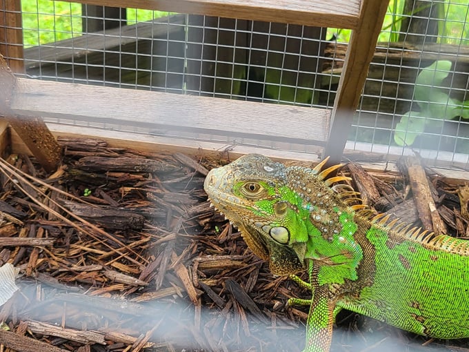 reptile discovery center 6