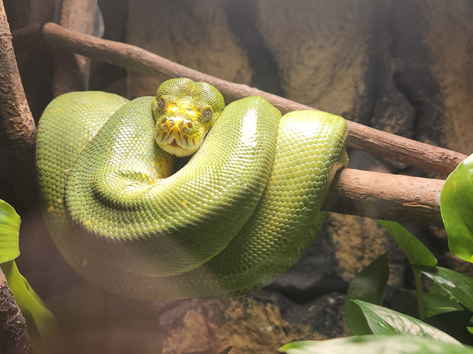 reptile discovery center 7