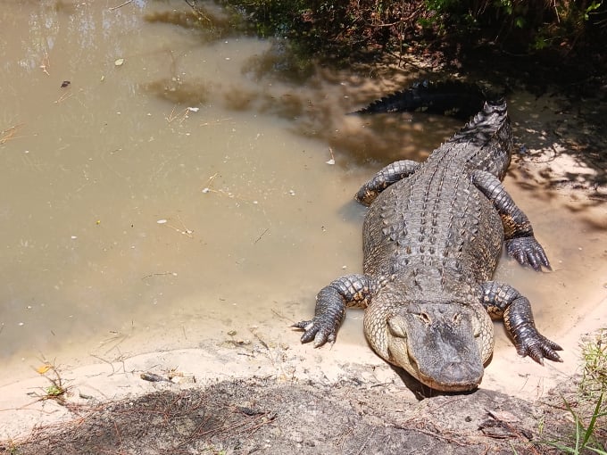 reptile discovery center 9
