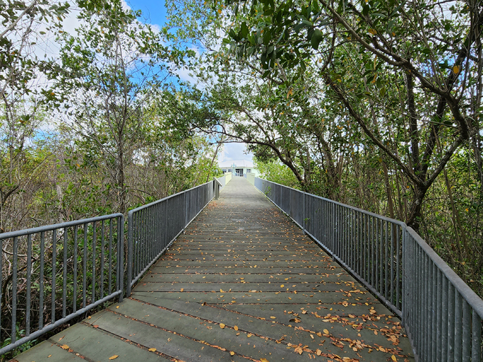 rookery bay environmental learning center 5
