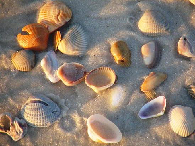 saint joseph peninsula state park 6