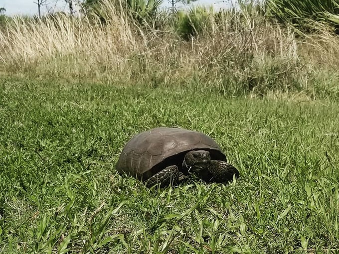savannas preserve state park 4