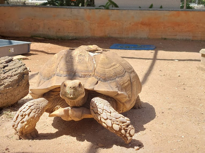 sawgrass nature center wildlife 6