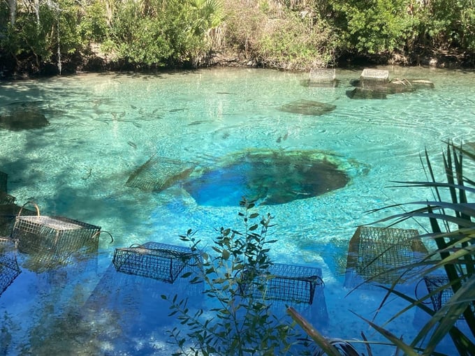 silver glen springs 4