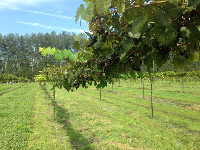 Summer Crush Vineyard & Winery 3