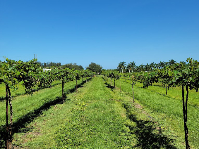 Summer Crush Vineyard & Winery 4