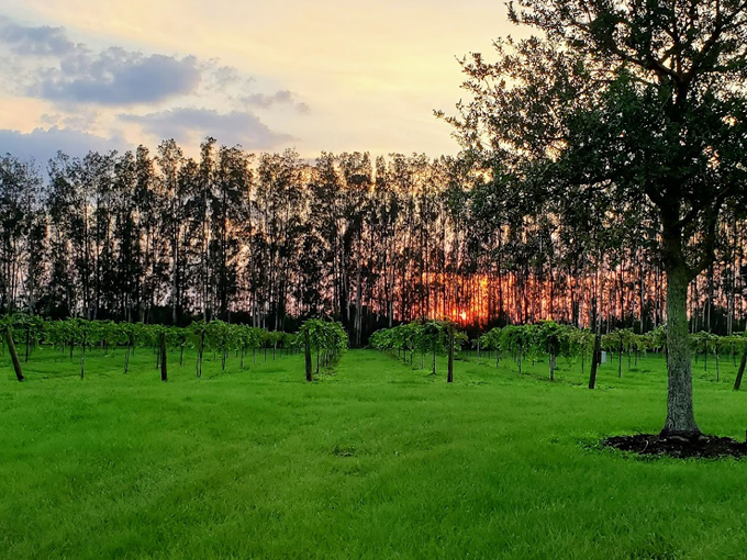 Summer Crush Vineyard & Winery 9