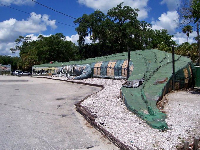 swampy the alligator 1