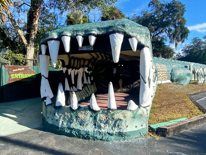 swampy the alligator 5