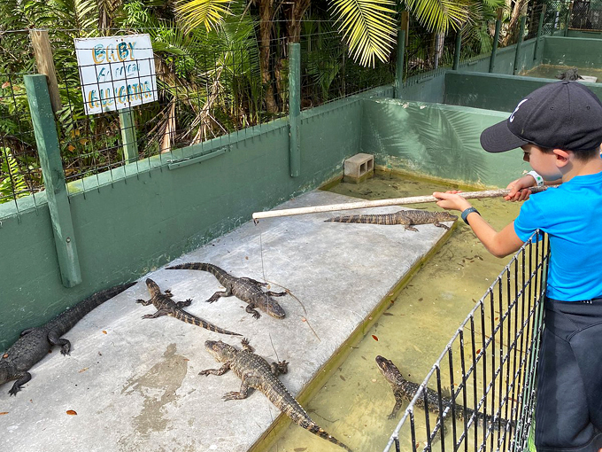 swampy the alligator 6