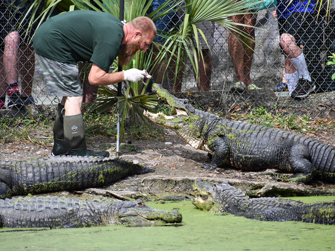 swampy the alligator 7