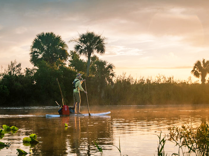 swampy the alligator 8