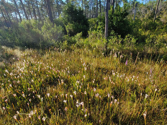 tarkiln bayou preserve state park 1