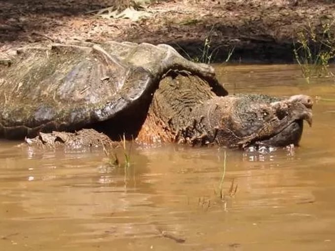 tarkiln bayou preserve state park 2