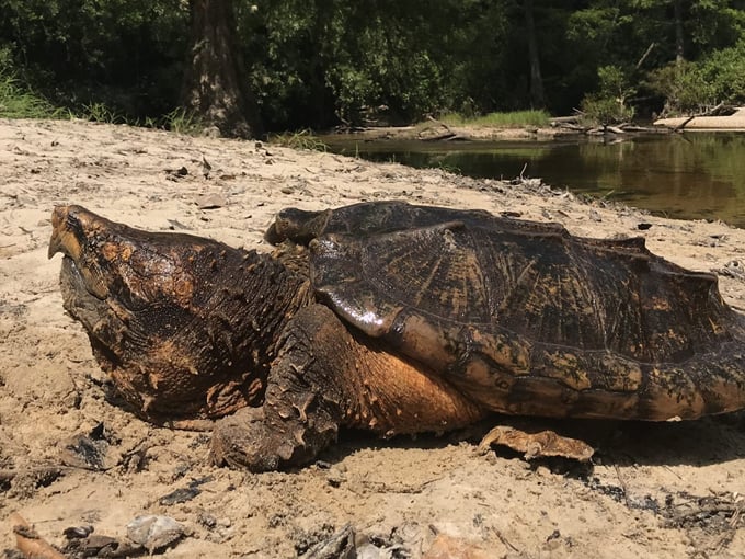 tarkiln bayou preserve state park 3