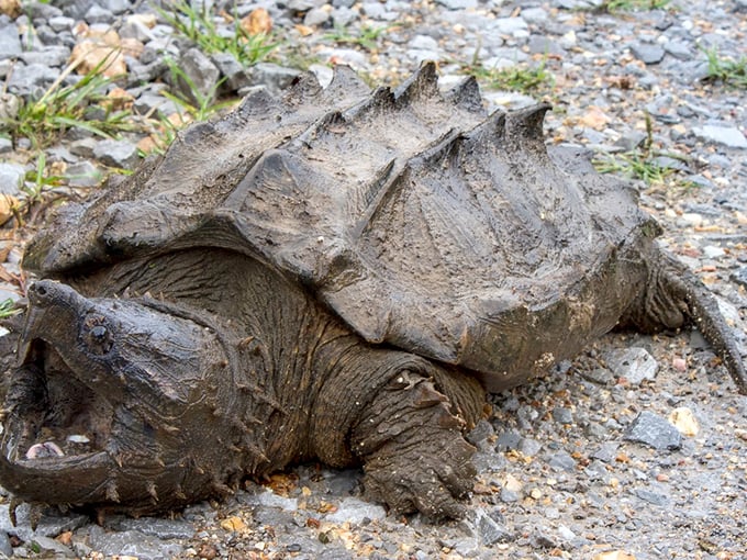 tarkiln bayou preserve state park 4