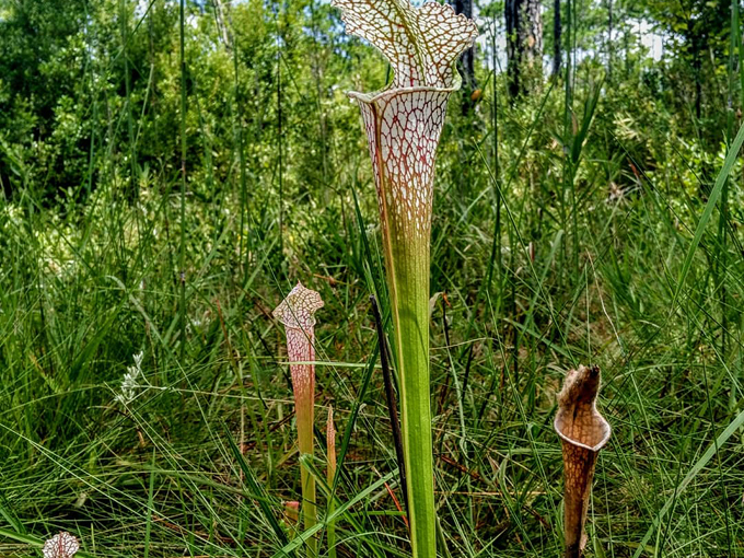 tarkiln bayou preserve state park 5