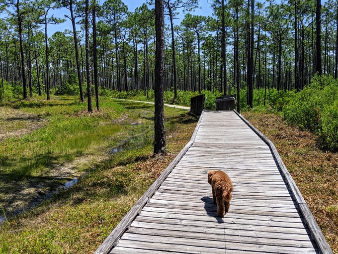 tarkiln bayou preserve state park 6
