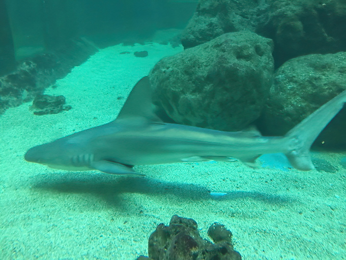 tarpon springs aquarium and animal sanctuary 3