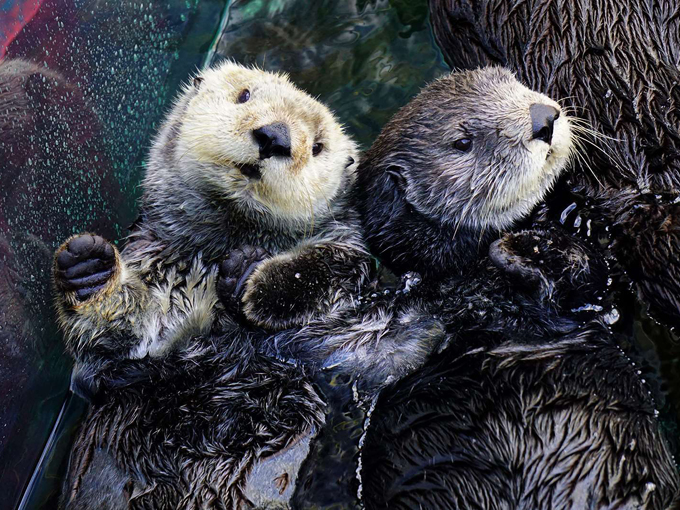 tarpon springs aquarium and animal sanctuary 6