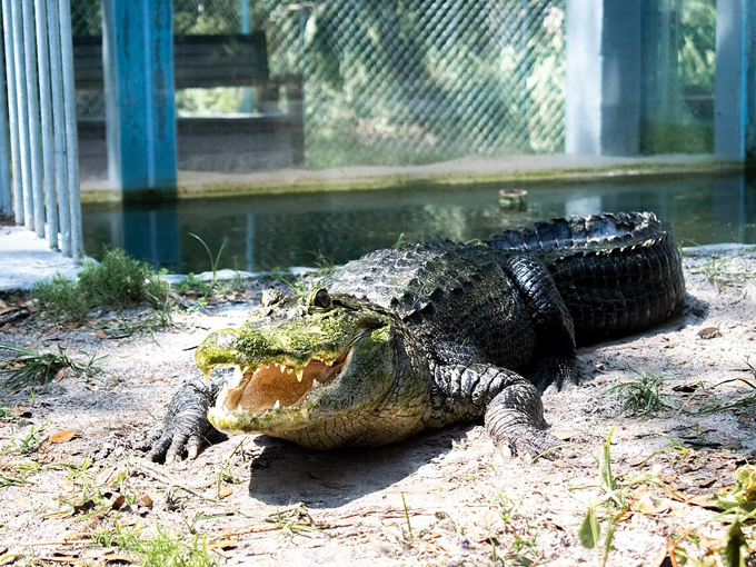 tarpon springs aquarium and animal sanctuary 7