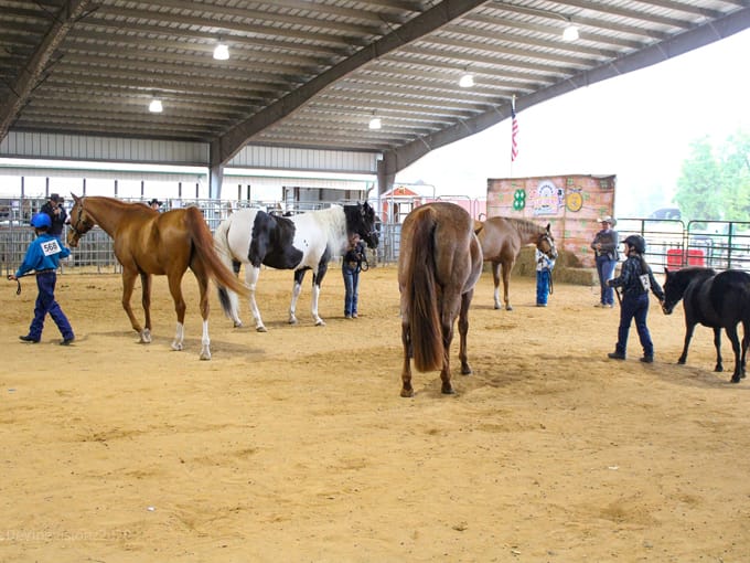 the annual clay county fair 8