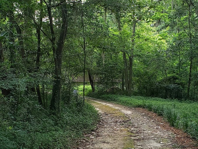 the lewis spring house 5