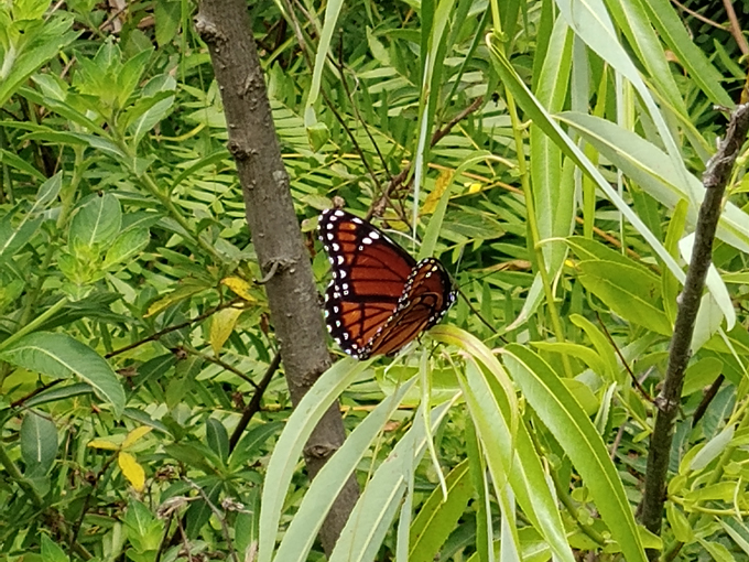 trout lake nature center 5