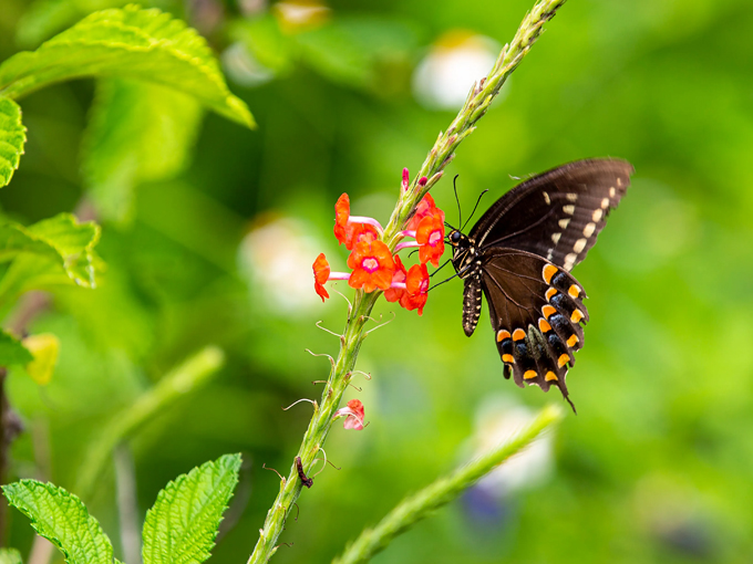 trout lake nature center 6
